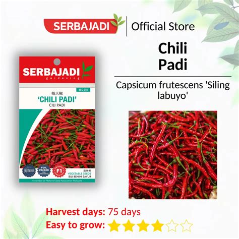 JAKEKEBUN Serbajadi Vegetable Seed Chili Padi Biji Benih Sayur Cili