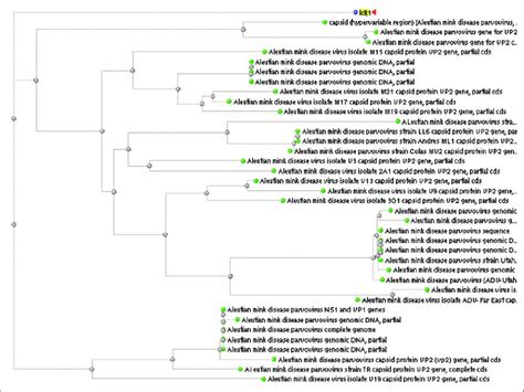 Distance Tree Generated Via Basic Local Alignment Search Tool Analysis Download Scientific
