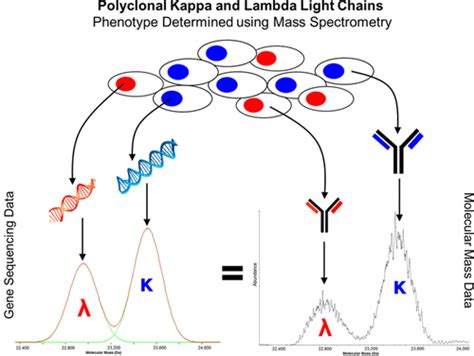 Phenotyping Polyclonal Kappa And Lambda Light Chain Molecular Mass Distributions In Patient