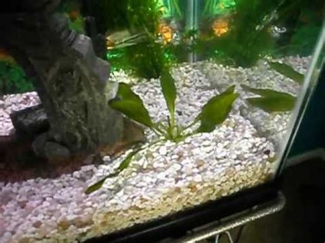 Anacharis In The Gallon Goldfish Tank Youtube