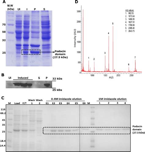 Expression And Purification Of Podocin Domain A And B Coomassie Blue Download Scientific