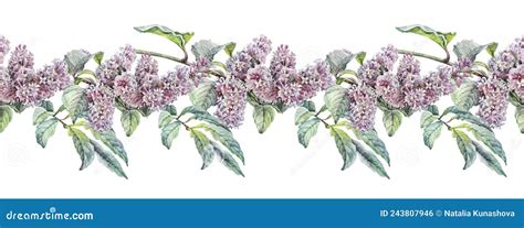 Seamless Border Watercolor Lilac Isolated On White Background Spring