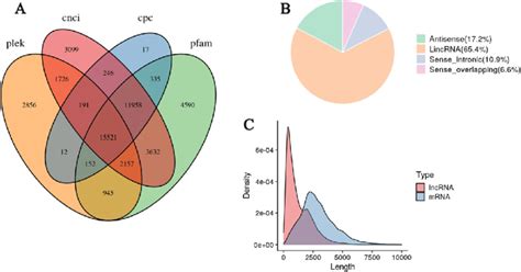 LncRNA Analysis Of SMRT Seq A Venn Diagram Showing The Number Of