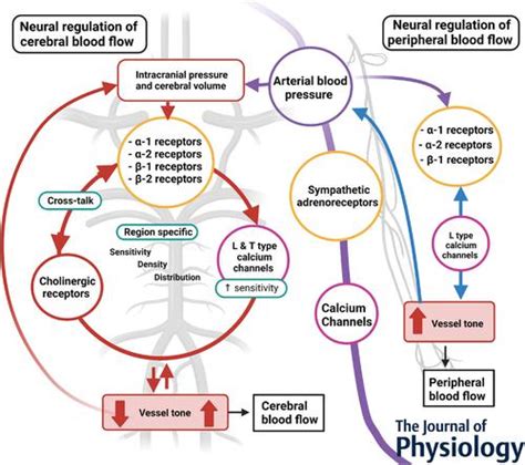 脑血流的自主控制：人类外周和脑血管循环的基本比较 The Journal Of Physiology X Mol