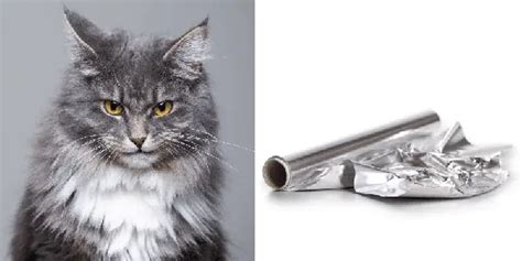 Why Do Cats Hate Aluminum Foil Yongsheng Aluminum Industry Co Ltd