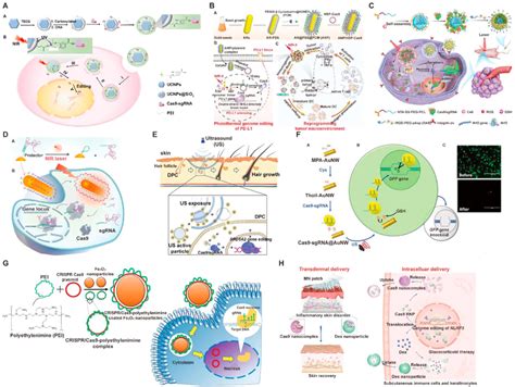 Spatiotemporal Delivery Of Crispr Cas9 System By External Stimuli A