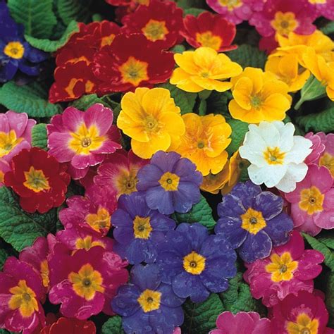 Easy Colour Polyanthus Mix 4 Cell The Garden Feast