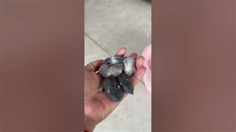 仓鼠 萌宠小仓鼠 养鼠日常分享 萌宠推荐官 抖音萌宠 Youtube