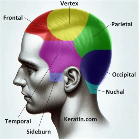 Anatomy Of Scalp