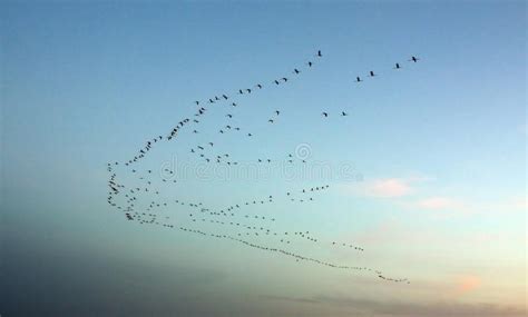 Migration At Sunset Stock Image Image Of Flock Migration 105940233