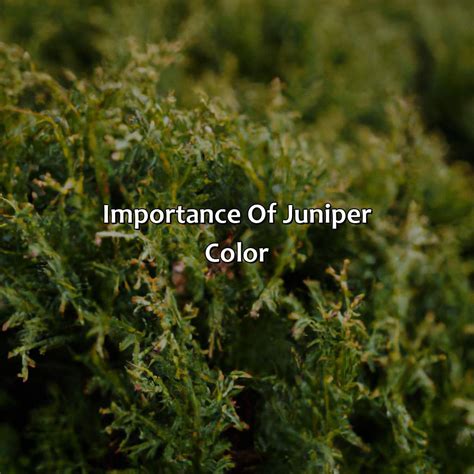 What Color Is Juniper