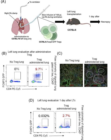 A Mouse Model For Pre Transplant Administration Of Regulatory T Cells