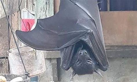 Human Sized” Bat Picture From The Philippines Leaves Social Media