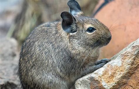 12 Fascinating Facts About The Desert Mouse The Geography Teacher