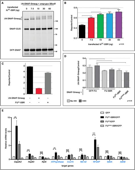Regulation Of The Rna Binding Protein Smaug By The Gpcr Smoothened Via The Kinase Fused
