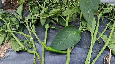 벌레가 고추줄기에 구멍을 뚫고 들어가 3포기가 시들었습니다 Youtube