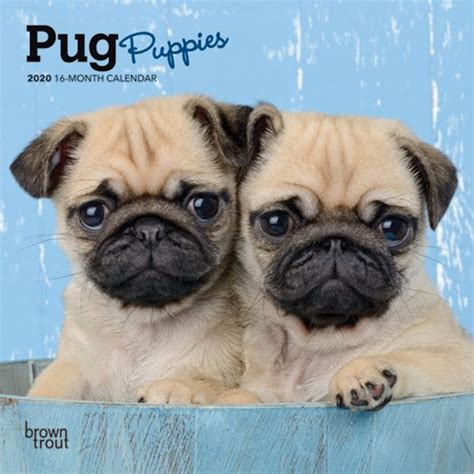 Pug Puppies 2020 Mini Wall Calendar Dogdays 2023 Calendar And Puzzle