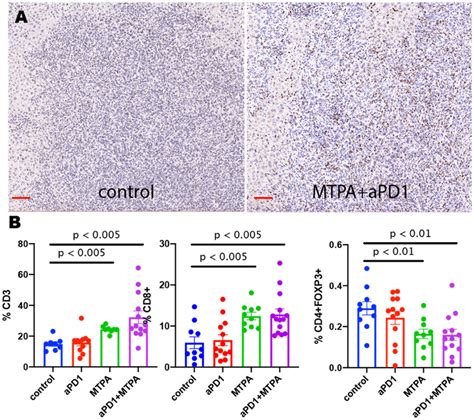 Immunohistochemical Analysis Of Orthotopic Hcc Tumors Treated With