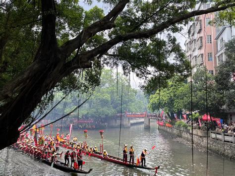 广州海珠龙潭古榕树下睇龙舟