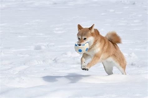 柴犬はどんな犬？ 歴史や性格・特徴、寿命などを解説 犬 All About