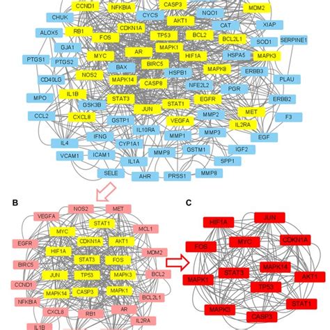 Ppi Hub Gene Analysis A Ppi Of 83 Target Genes For Chronic Atrophic