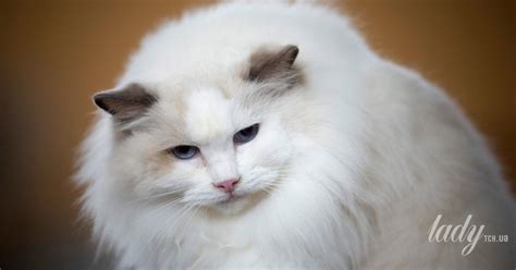 Кіт перестав сидіти на колінах основні причини зміни поведінки і що