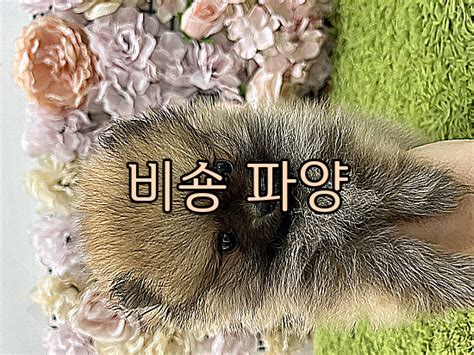 천안유기견무료분양 요크셔테리어가정견분양 반려견을 내 가족으로 네이버 블로그