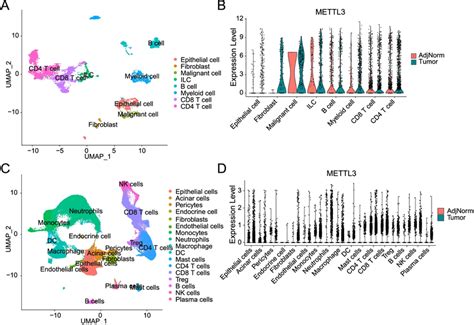 Higher METTL3 MRNA Expression Level In Cancer Tissues METTL3 MRNA