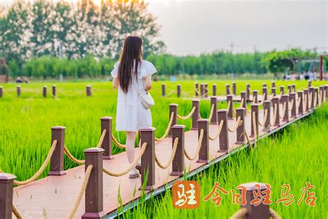 确山县留庄镇稻花飘香 田园如画澎湃号·媒体澎湃新闻 The Paper