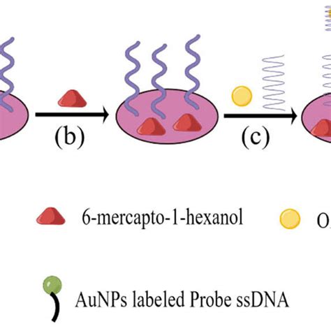 Detection Principle Of The Aptamer Based Sensors The Modification Download Scientific Diagram