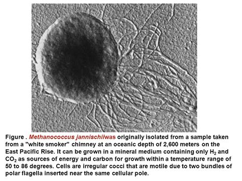 Bacteria Ppt Video Online Download