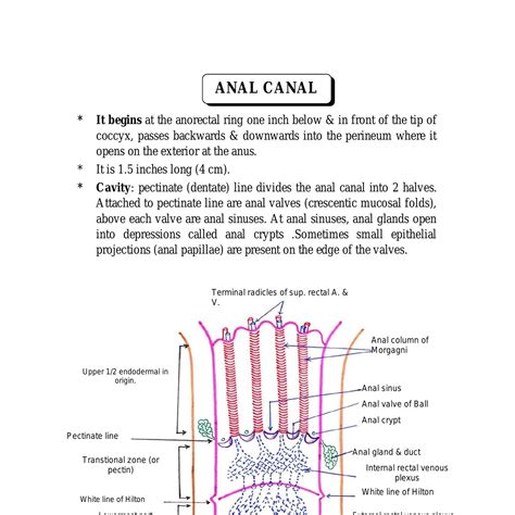 Define Canal Anatomy Anatomy Back Vertebral Canal Nhmrj