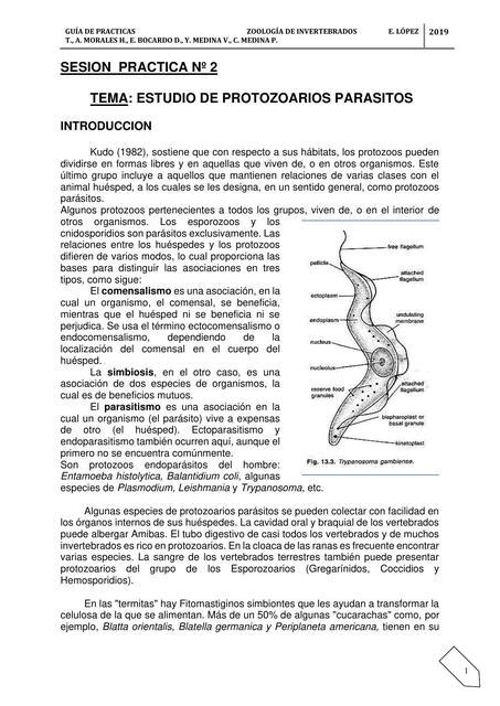 PRACTICA N 2 De Protozoarios JULISA CHARCA UDocz