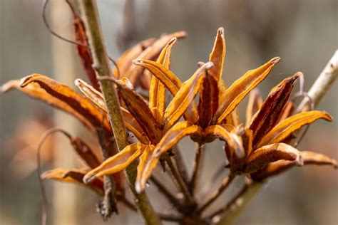 Premium Photo Dry Leaves Of Rhododendron Seed Capsules