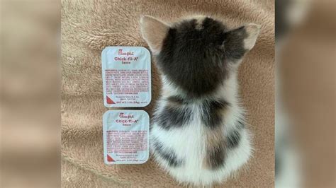 Chick Fil A Sauce Cat Know Your Meme