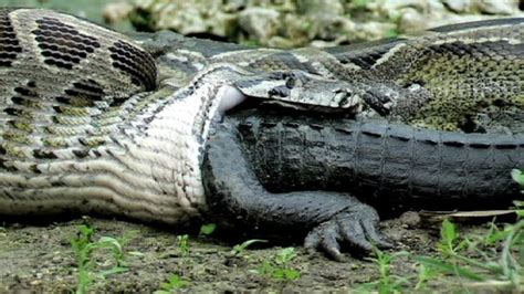 Effects Burmese Python