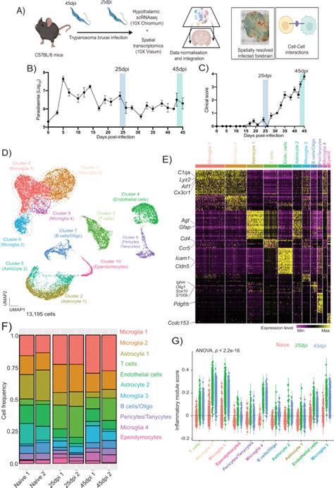 Single Cell And Spatial Transcriptomic Analyses Reveal Microglia Plasma