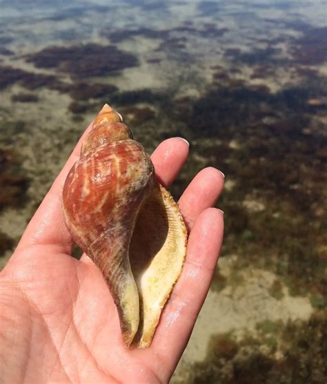 True Tulip In Tavernier — Go To Shell A Blog For Those Who Love Seashells