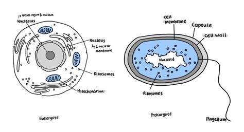 Eukaryotes Prokaryotes Nucleus Nucleoid Light Microscopy Electron