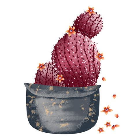 Cactus Illustration Png Image Cactus Illustration Cactaceae