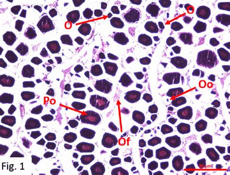 Immature Oocytes H E Po Primer Oocytes O The Small Oocytes Oo