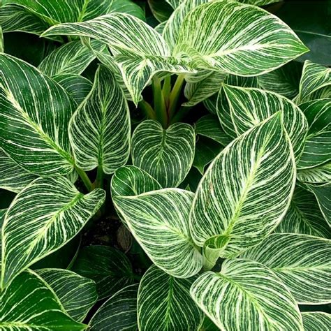 Jual Philo Birkin Tanaman Philodendron Philodendron Tanaman Hias Tanaman Hias Meja Philo