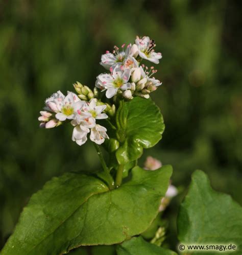 Smagy Pflanzen Insekten Heilkraft Buchweizen Fagopyrum Esculentum