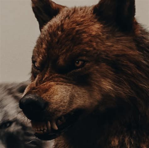 Wolf Jacob