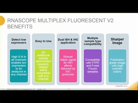 Rnascope Multiplex Fluorescent V2 Assay In Situ 41 Off