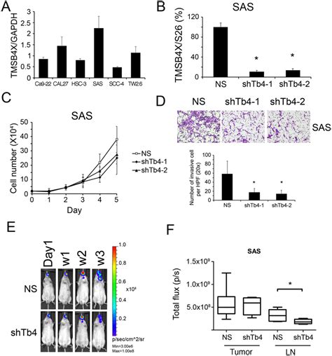 Cell Function Assays Knockdown Tmsb4x In Sas Cells May Inhibit Their