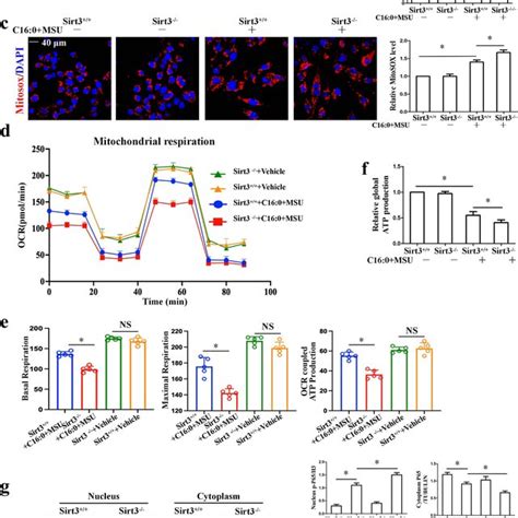 Acod1 Knockdown Improved Mitochondrial Morphology Promoted Ampk Download Scientific Diagram