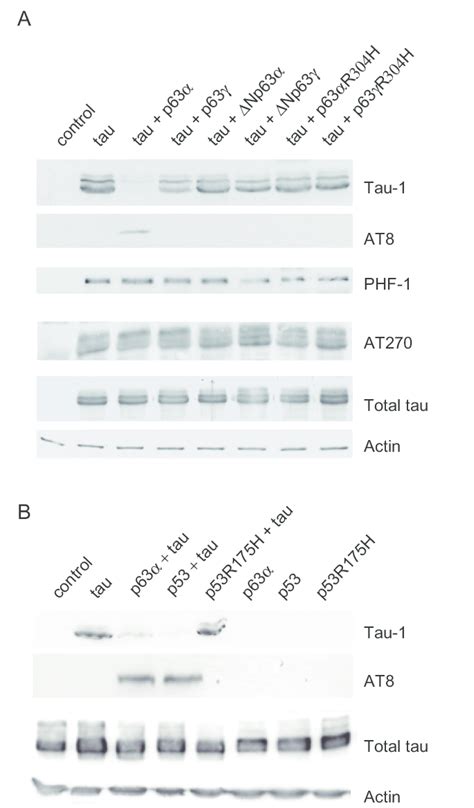 P63 Induces Tau Phosphorylation In Hek293a Cells A Exogenous 2n4r Tau