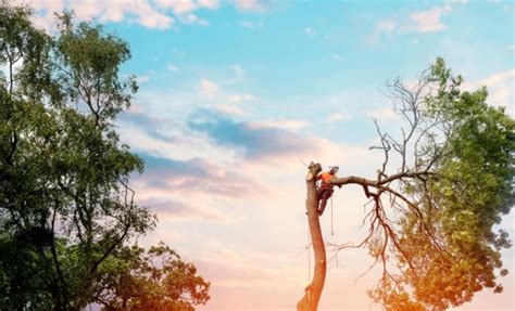 Tree Pruning Cost Guide How Much Is Tree Cutting