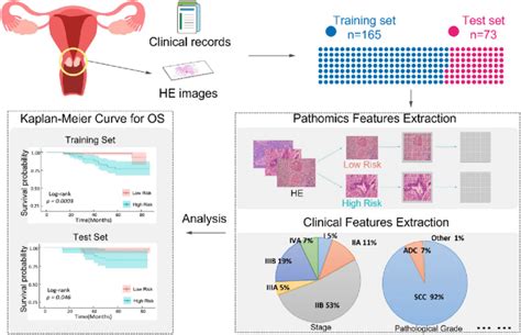 利用深度学习根据病理图像预测非手术宫颈癌患者的生存结果 journal of cancer research and clinical